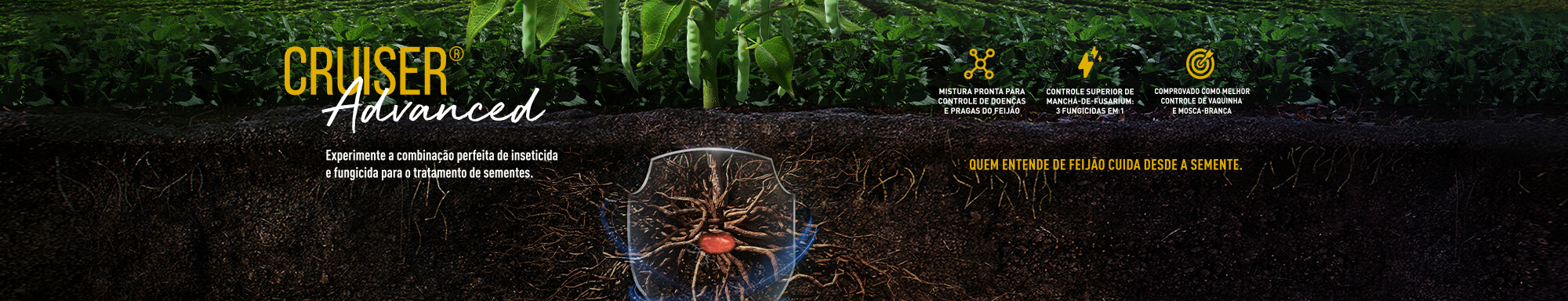 Tratamento de sementes Cruiser® Advanced (feijão) | Portal Syngenta