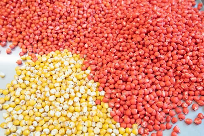 Milho: 3 soluções para uma lavoura saudável e produtiva