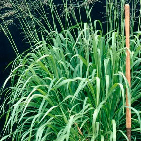 Capim-colonião (Panicum Maximum) - Portal Mais Agro