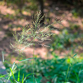 Capim-colonião (Panicum Maximum) - Portal Mais Agro