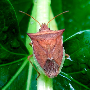 Percevejo barriga-verde - Portal Mais Agro